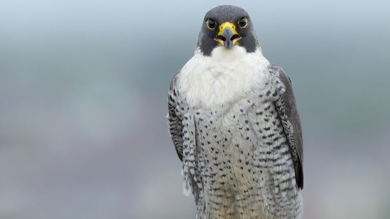 Fairburn Ings Nature Reserve