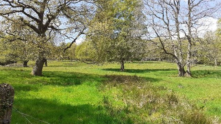 Consall Woods Nature Reserve