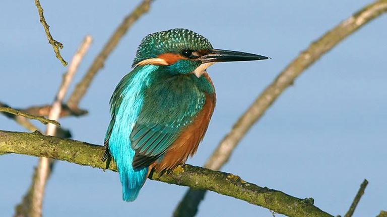 Frampton Marsh Nature Reserve