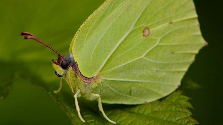 Dee Estuary - Burton Mere Wetlands Nature Reserve