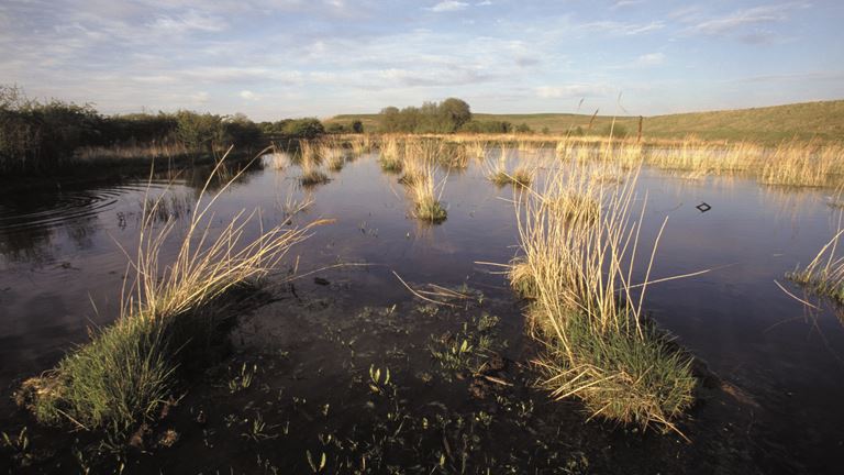 Fairburn Ings Nature Reserve