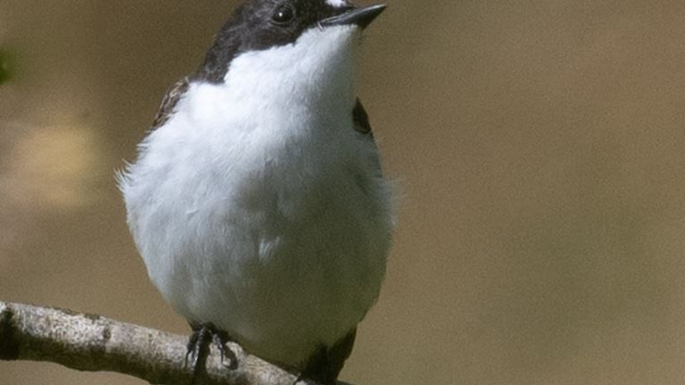 Consall Woods Nature Reserve