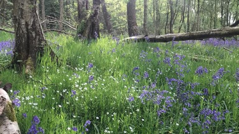 Consall Woods Nature Reserve