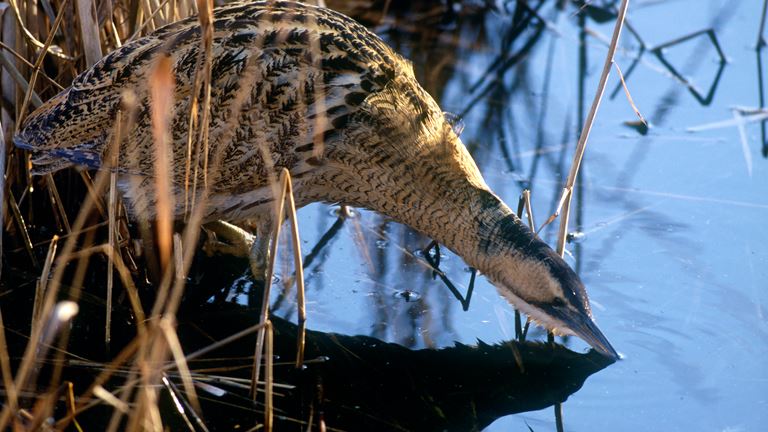Lakenheath Fen Nature Reserve