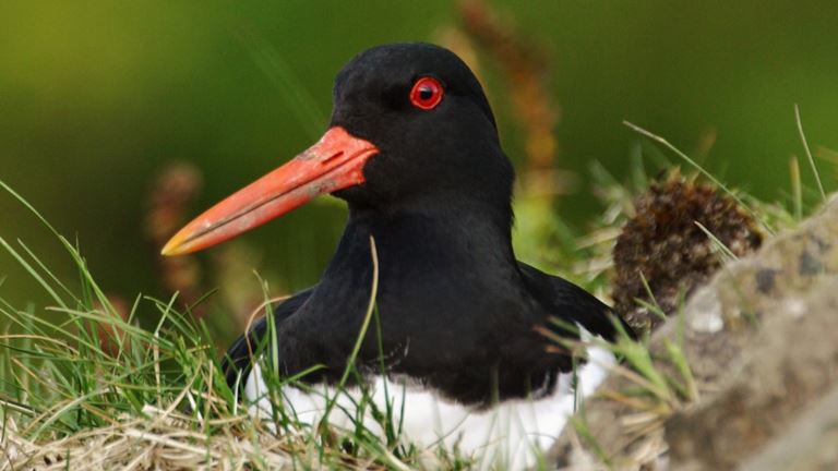 Frampton Marsh Nature Reserve