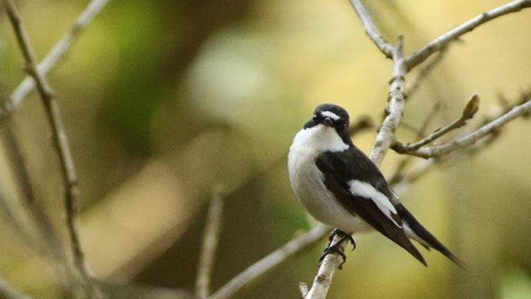 Consall Woods Nature Reserve