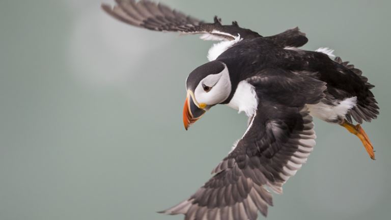 Bempton Cliffs Nature Reserve